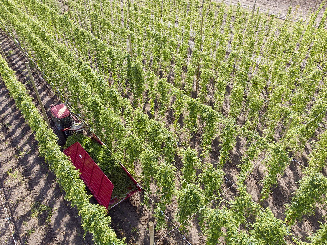 Hop telen in Zuid-Duitse stijl met Hopfencabine en Soller-rankenwagen ...